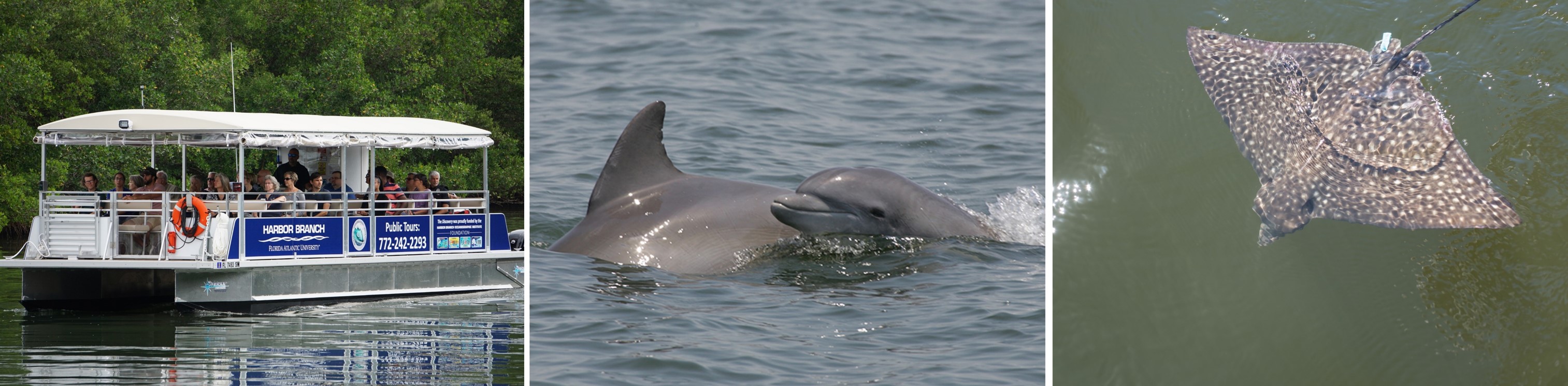 FAU Harbor Branch Public Tours